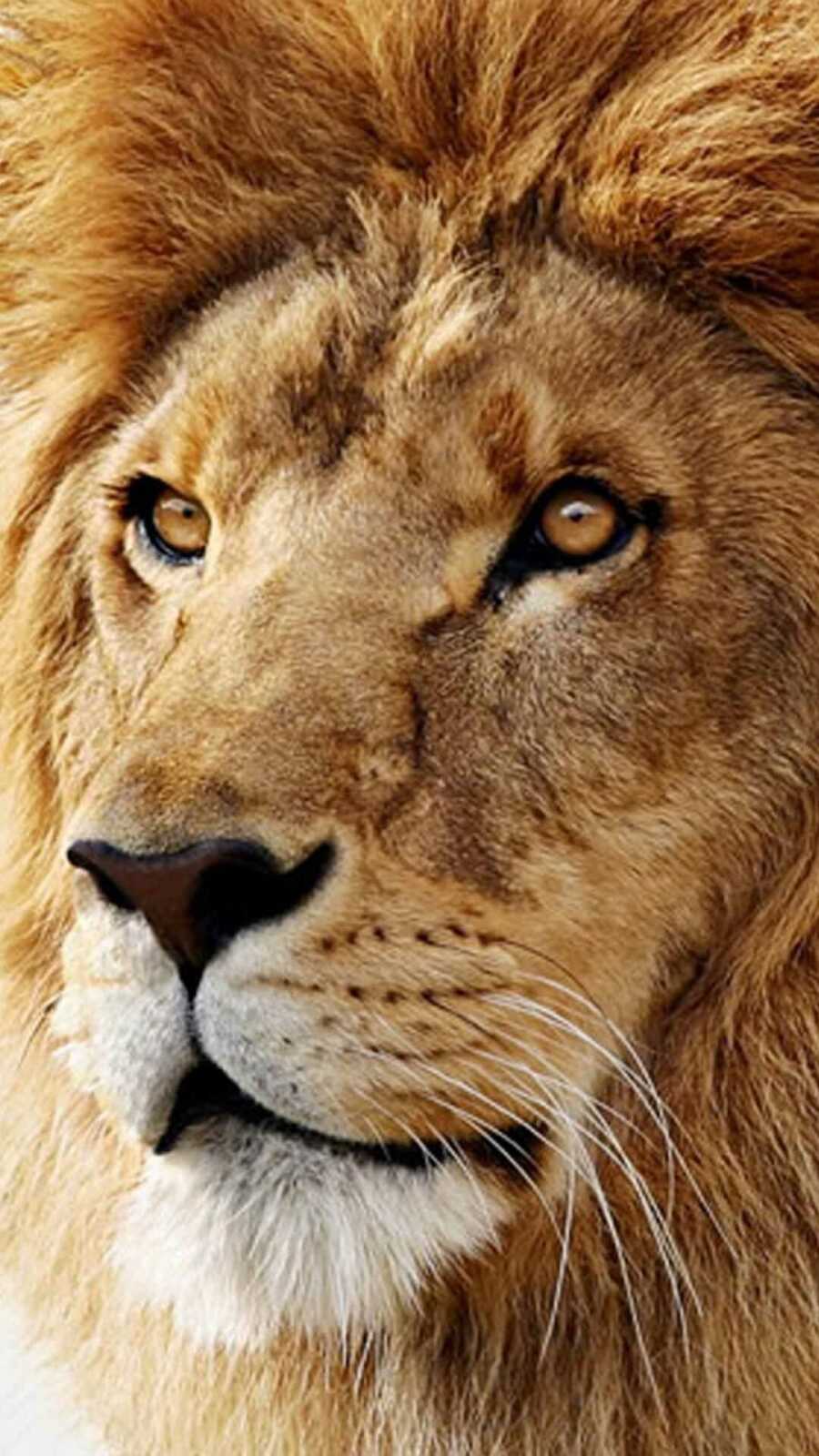 Lion Wallpapers (103 images) - WallpaperCat