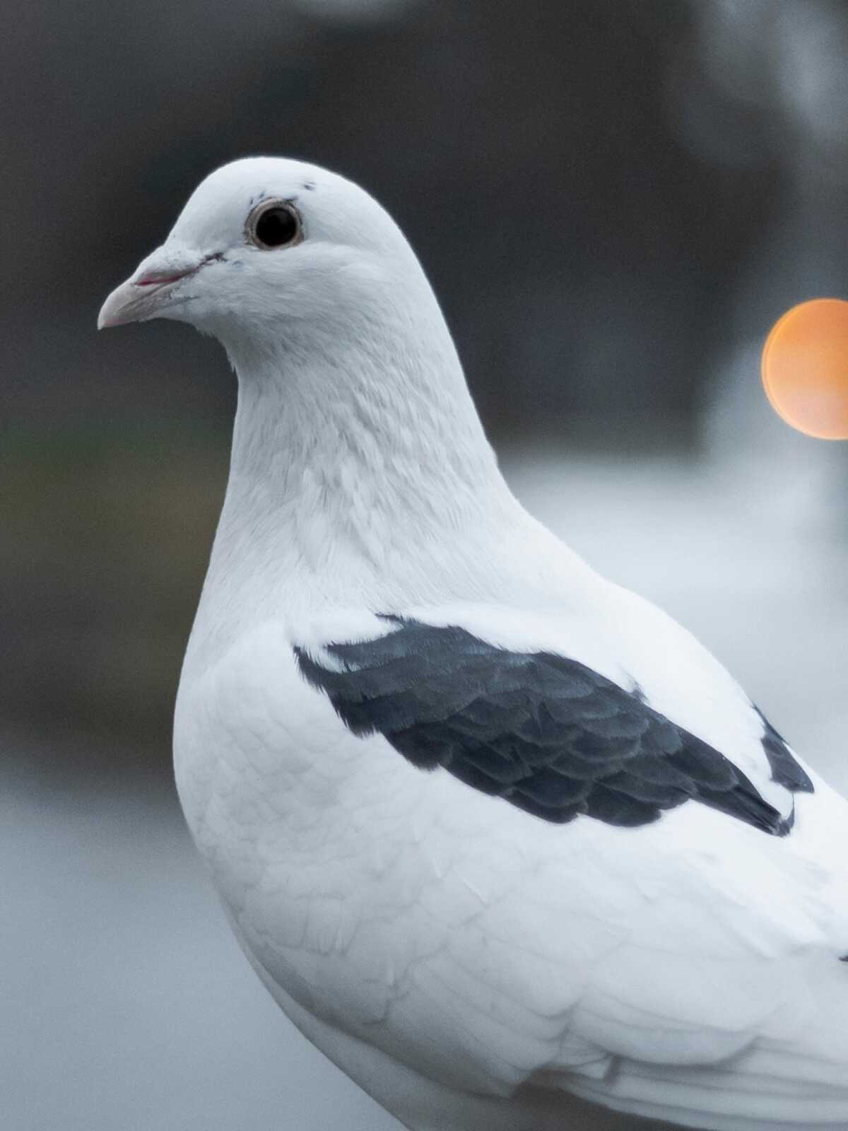 Pigeon Wallpapers (44 images) - WallpaperCat