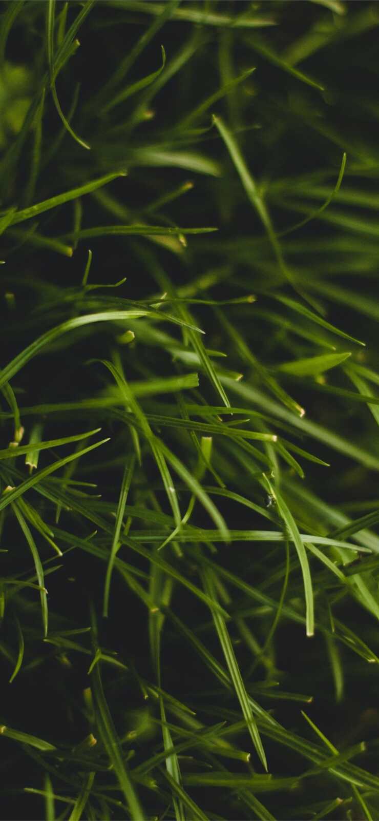 Grass Wallpapers (51 images) - WallpaperCat