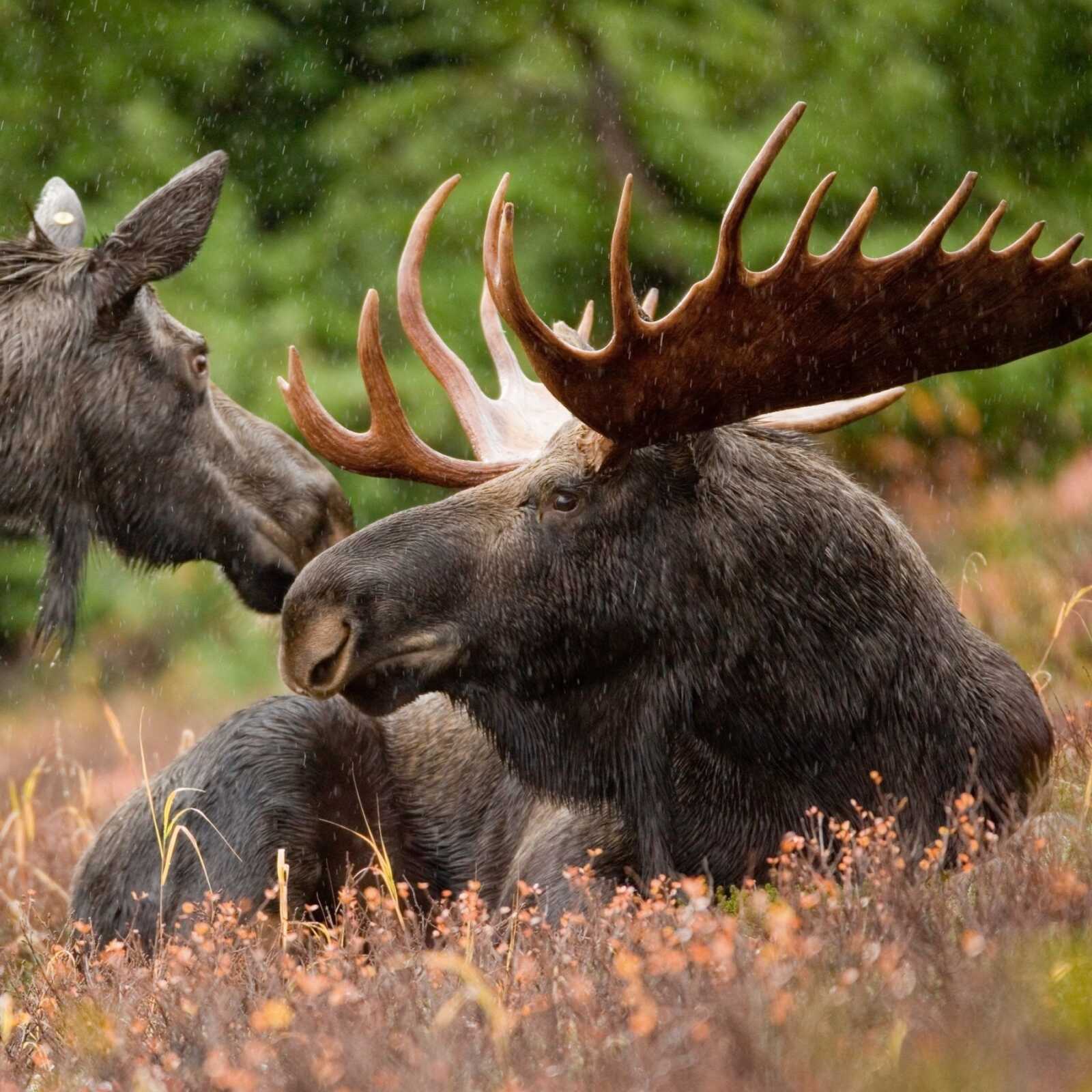 Moose Wallpapers (61 images) - WallpaperCat