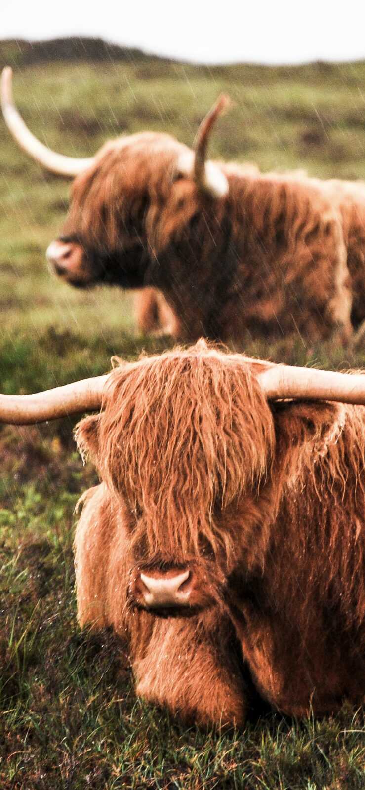 Cow Wallpapers (58 images) - WallpaperCat