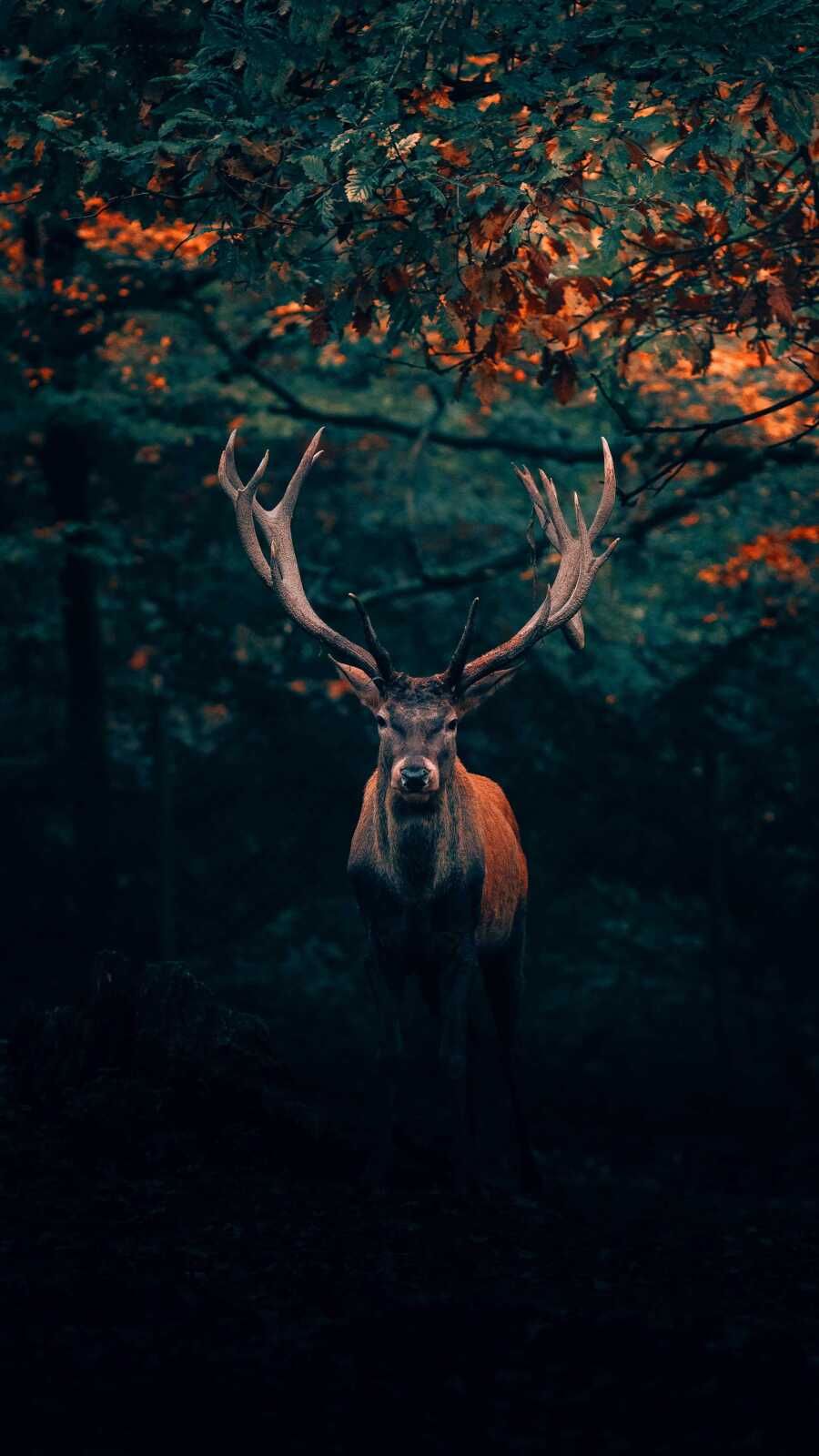 Deer Wallpapers (56 images) - WallpaperCat