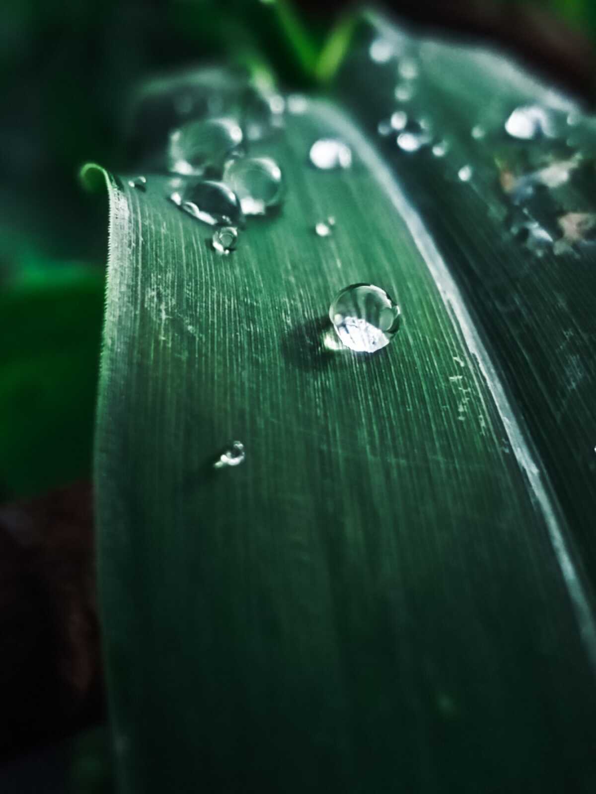 Go Green Wallpapers (48 images) - WallpaperCat