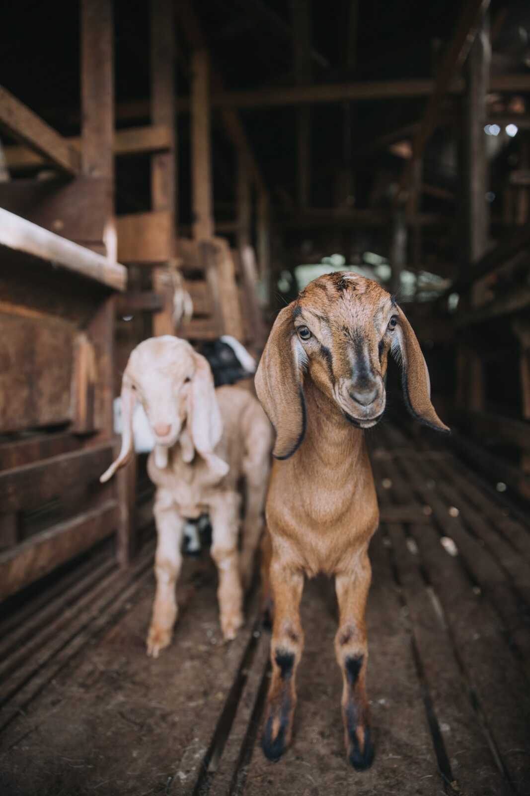Goat Wallpapers (47 images) - WallpaperCat