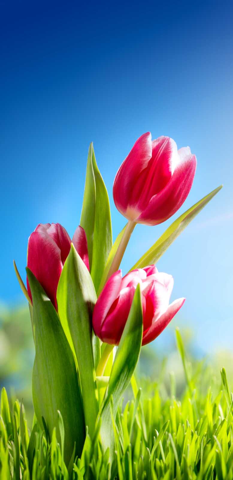 Tulip Wallpapers (39 images) - WallpaperCat