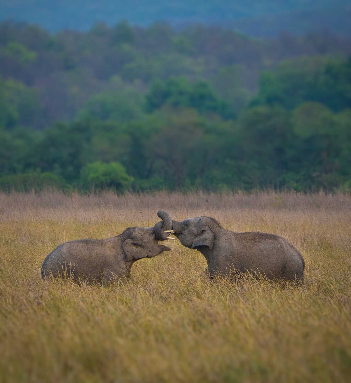 Jim Corbett National Park Wallpapers (16 images) - WallpaperCat