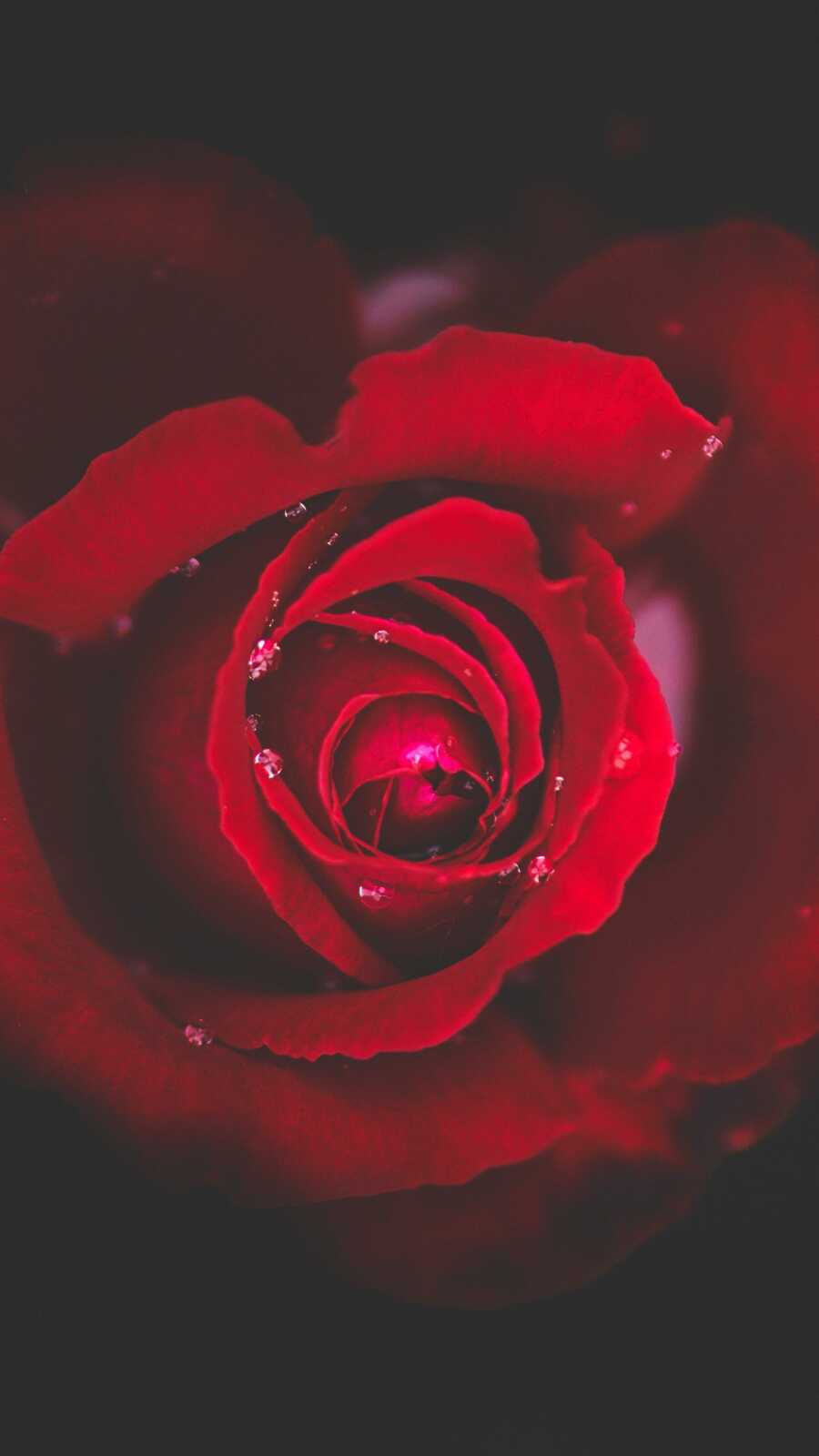 Rose Wallpapers (40 images) - WallpaperCat