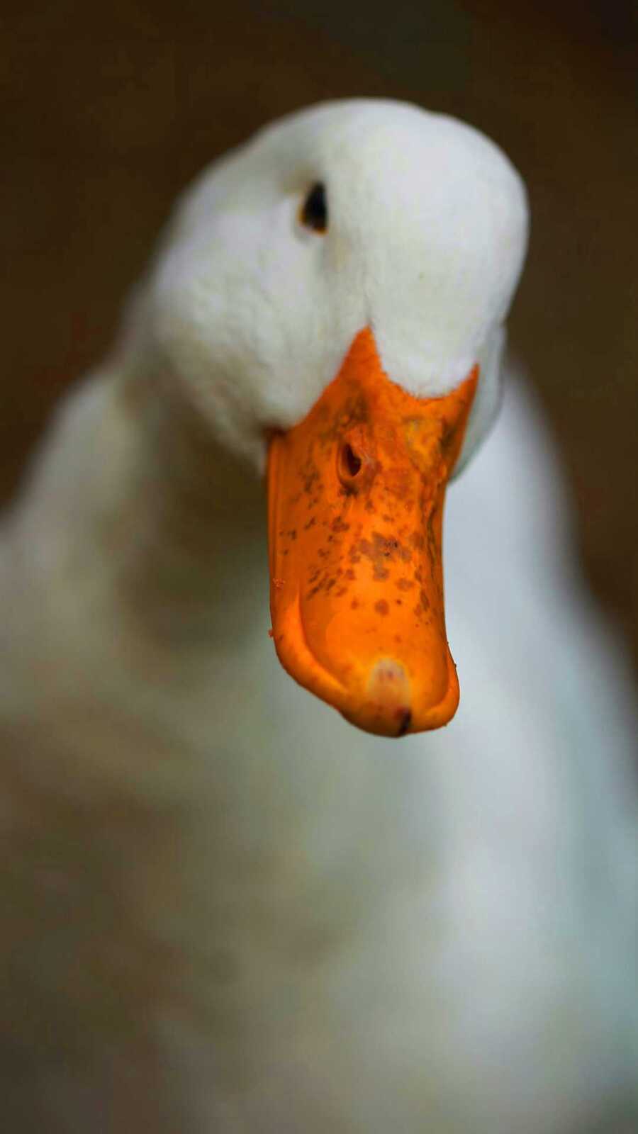 Duck Wallpapers (58 images) - WallpaperCat