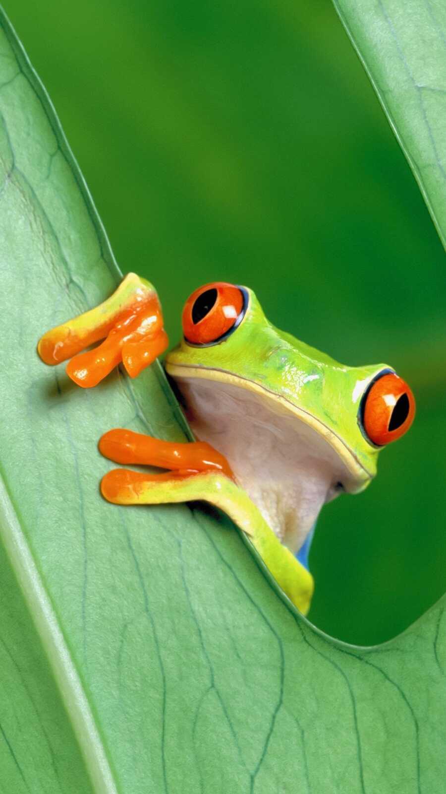 Frog Wallpapers (58 images) - WallpaperCat