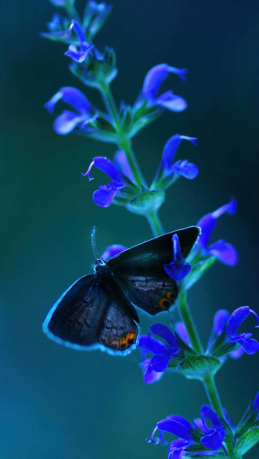 Butterfly Wallpapers (36 images) - WallpaperCat