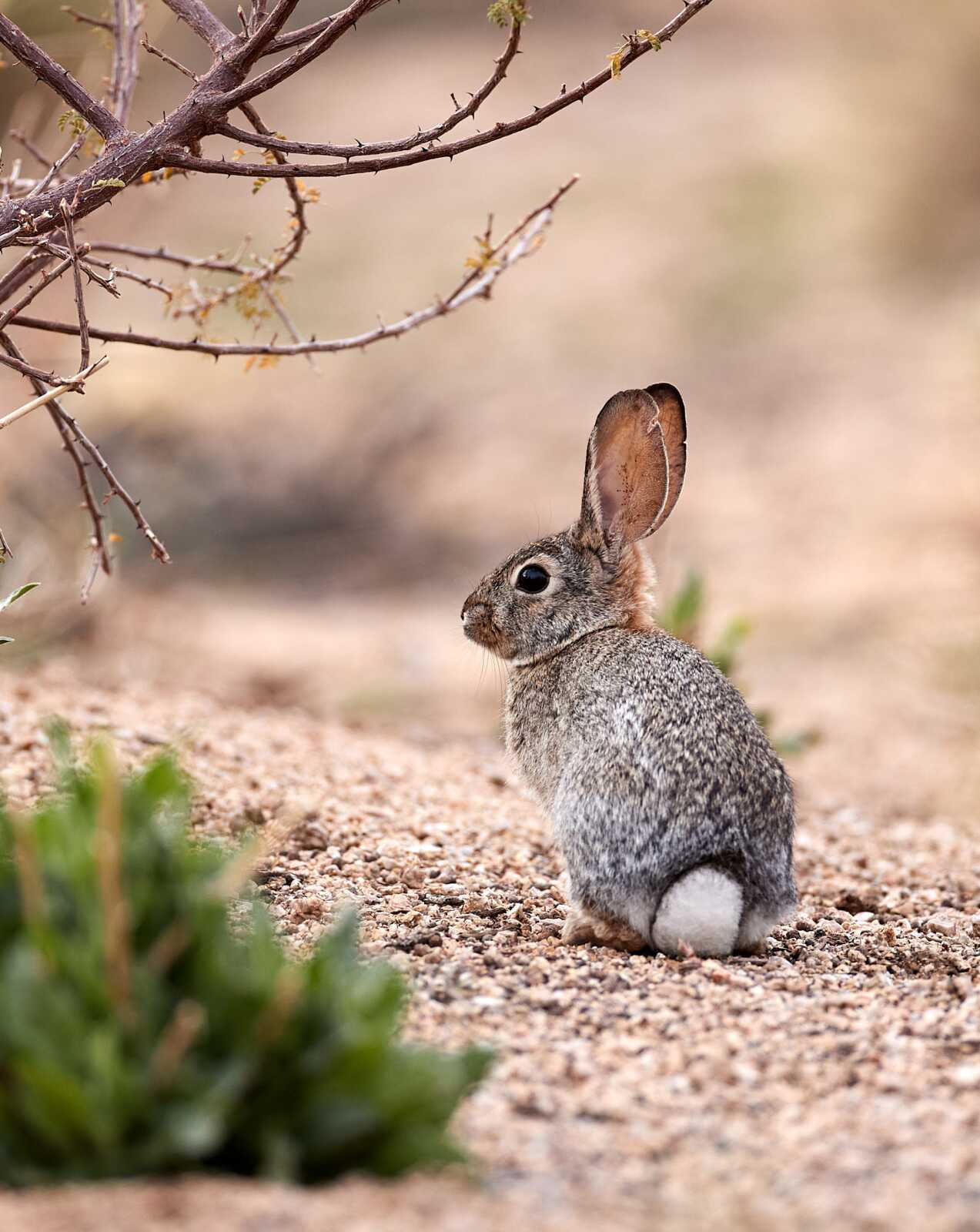 Hare Wallpapers (43 images) - WallpaperCat