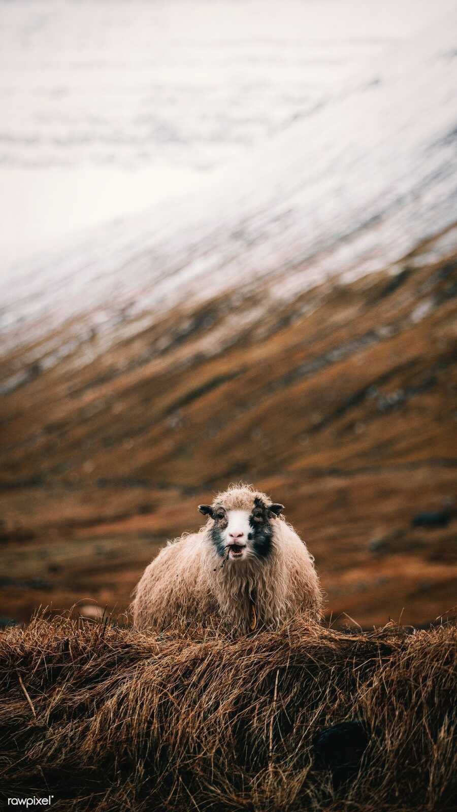 Sheep Wallpapers (54 images) - WallpaperCat