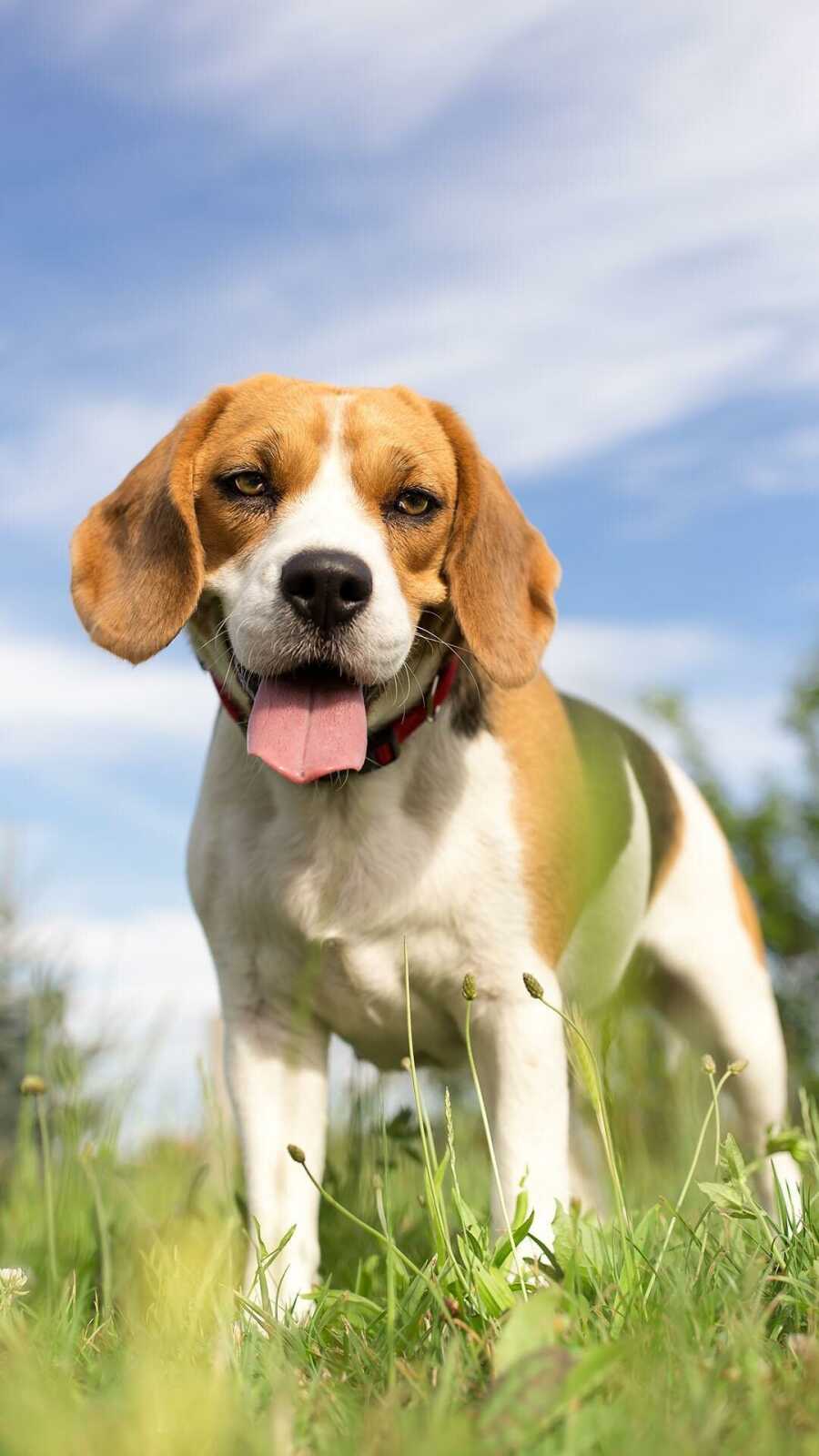 Beagle Wallpapers (34 images) - WallpaperCat
