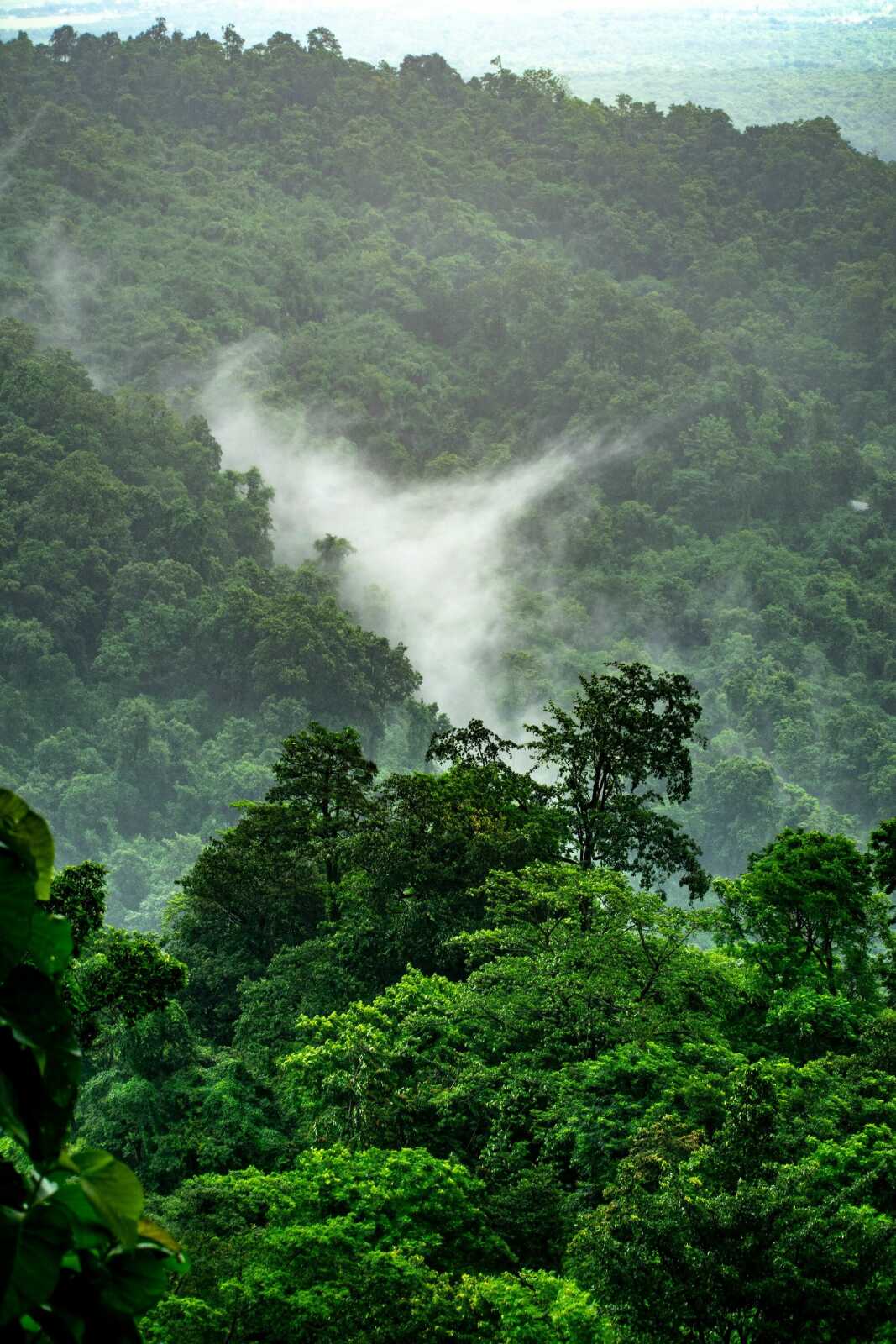 Rainforest Wallpapers (109 images) - WallpaperCat