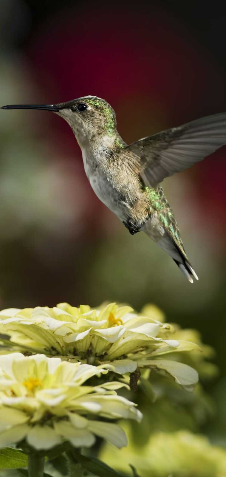 Hummingbird Wallpapers (51 images) - WallpaperCat