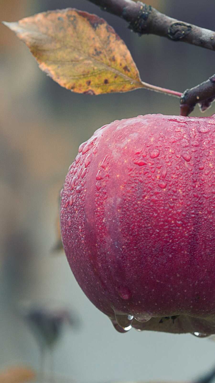 Apple (Fruit) Wallpapers (49 images) - WallpaperCat