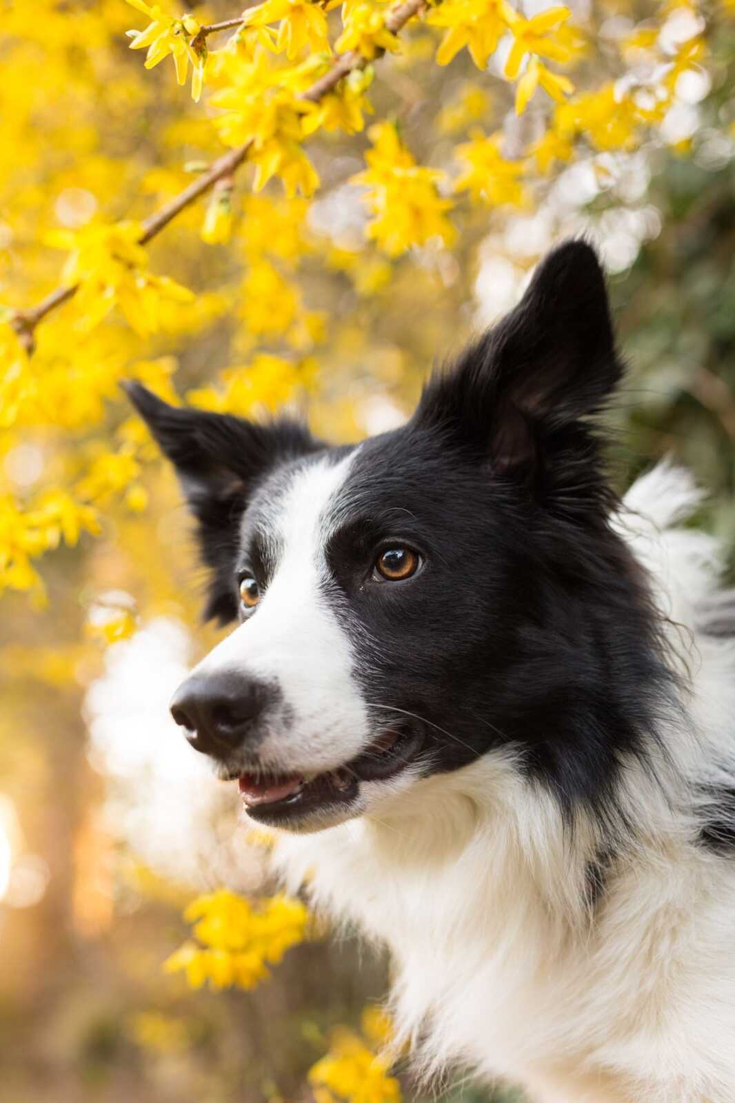 Border Collie Wallpapers (54 images) - WallpaperCat
