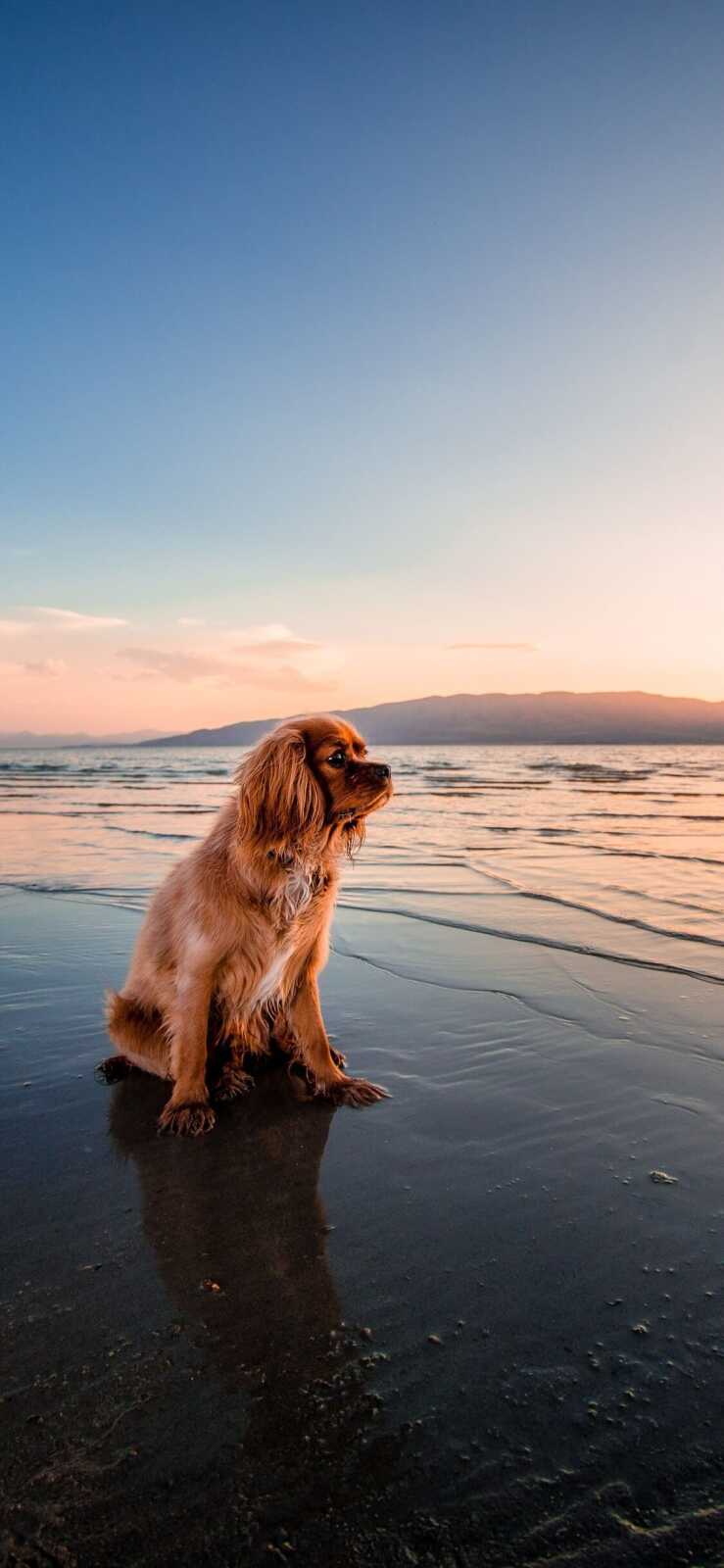 Dog Wallpapers (129 images) - WallpaperCat