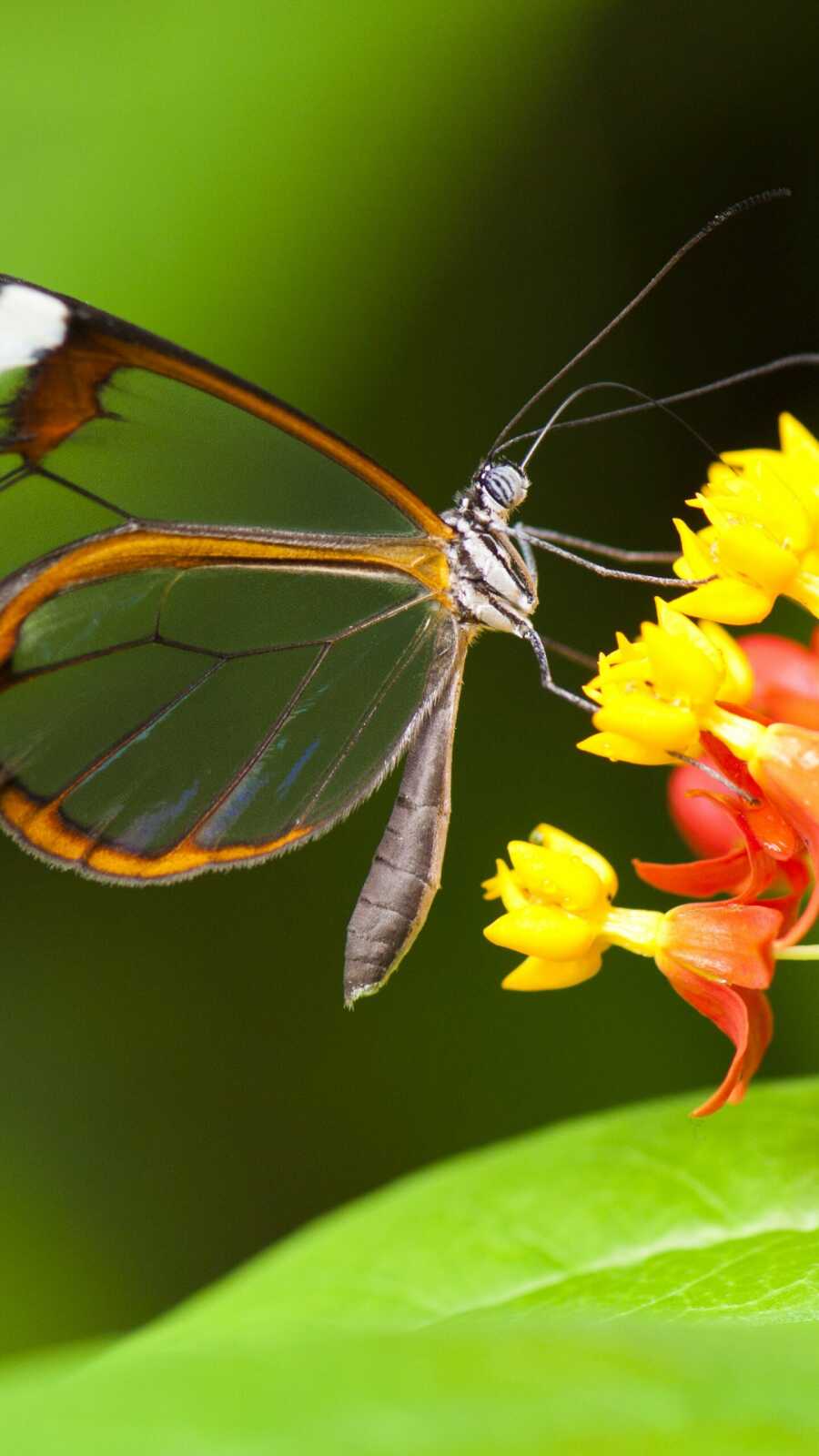 Butterfly Wallpapers (36 images) - WallpaperCat
