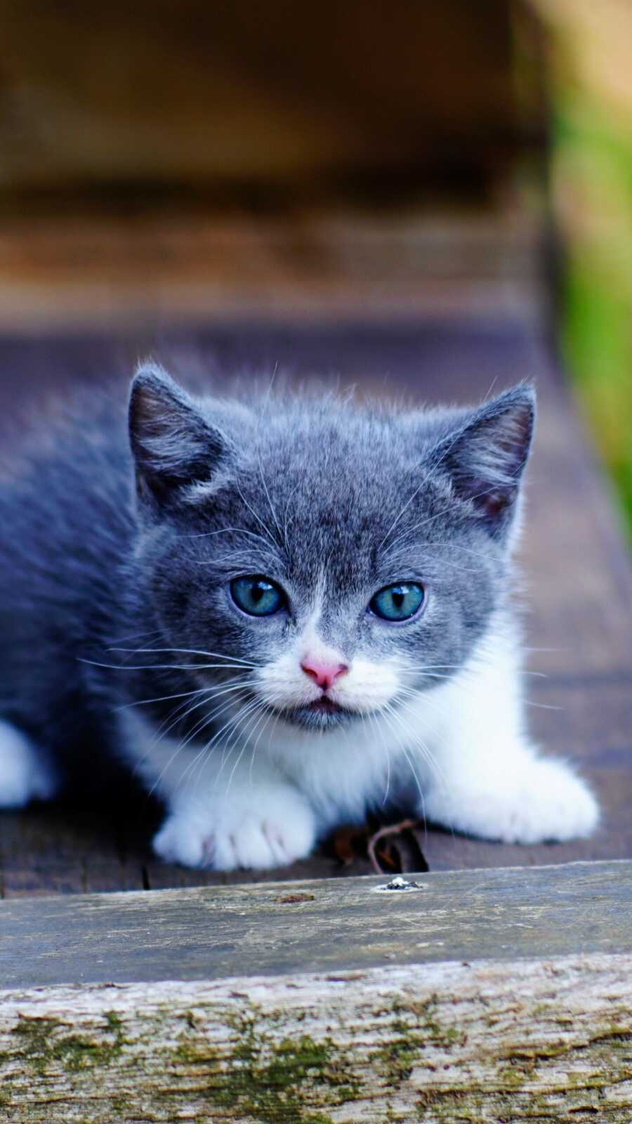 Kitten Wallpapers (115 images) - WallpaperCat