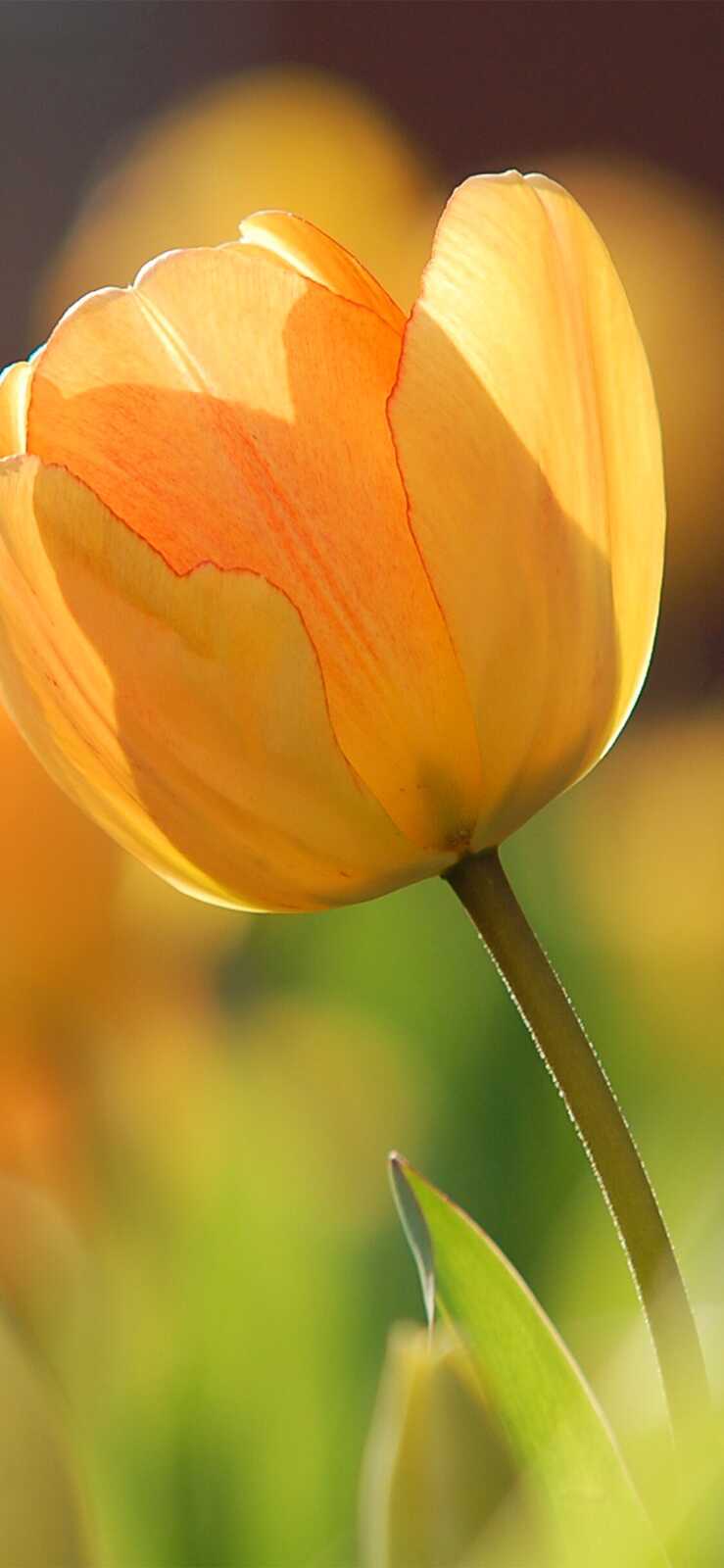 Tulip Wallpapers (39 images) - WallpaperCat