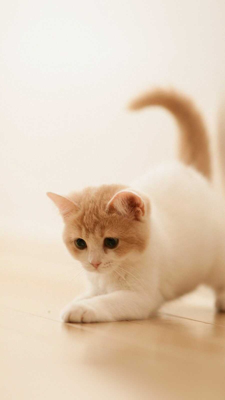 Cat Wallpapers (148 images) - WallpaperCat