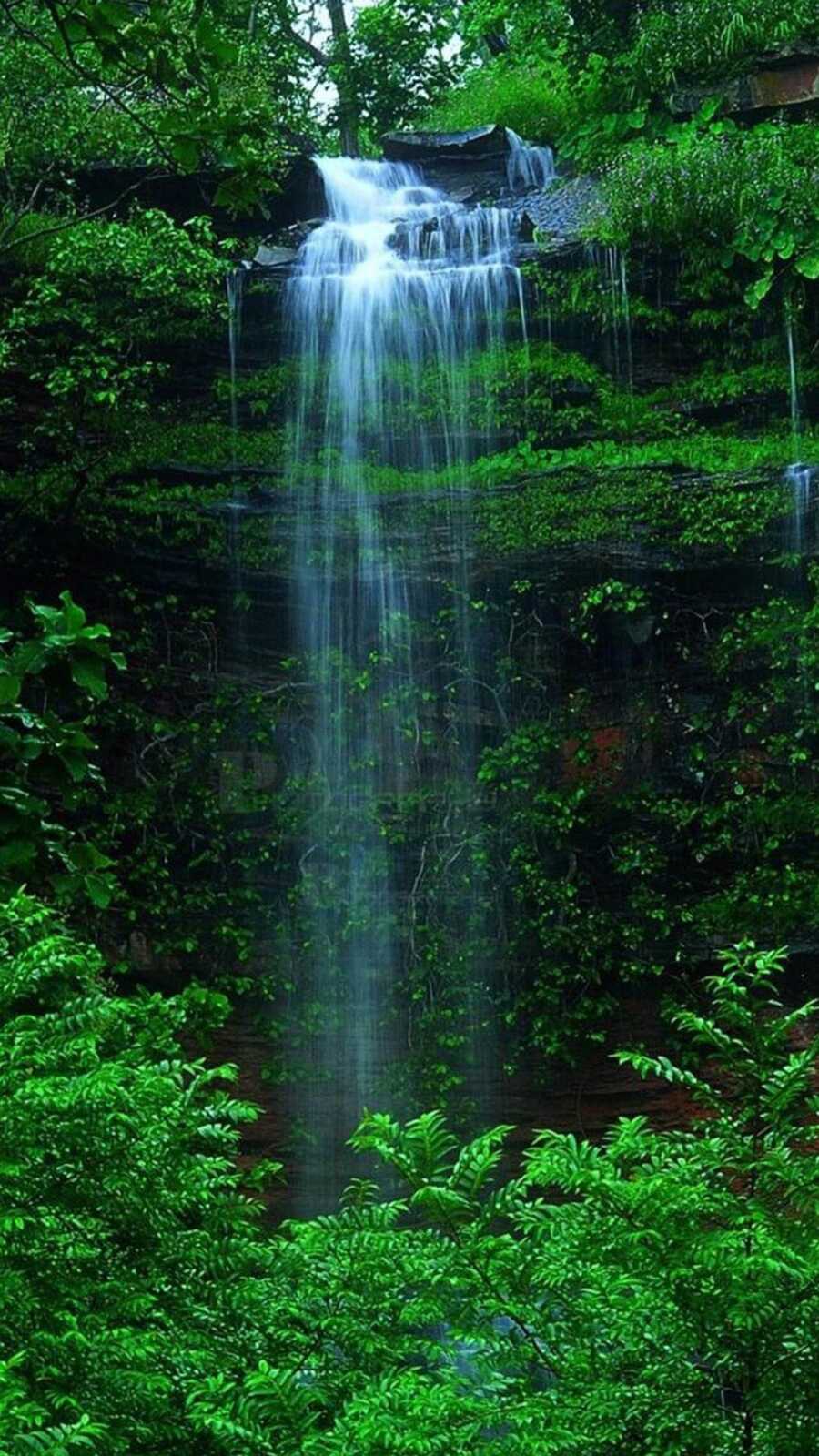Amazon Rain Forest Wallpapers (57 images) - WallpaperCat