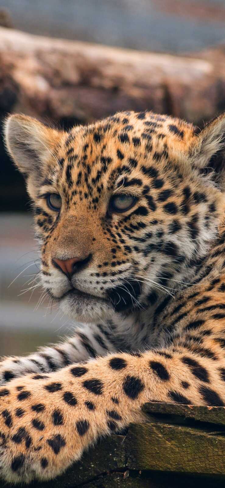 Leopard Wallpapers (44 images) - WallpaperCat