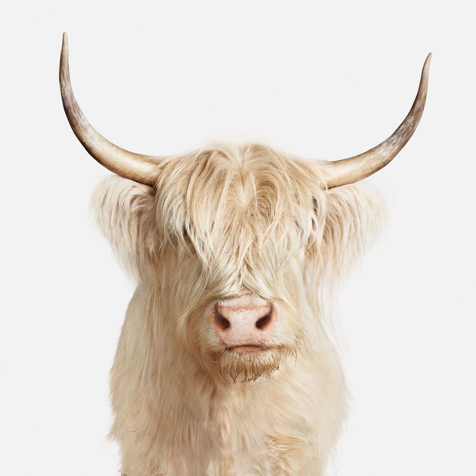Ox Wallpapers (26 images) - WallpaperCat