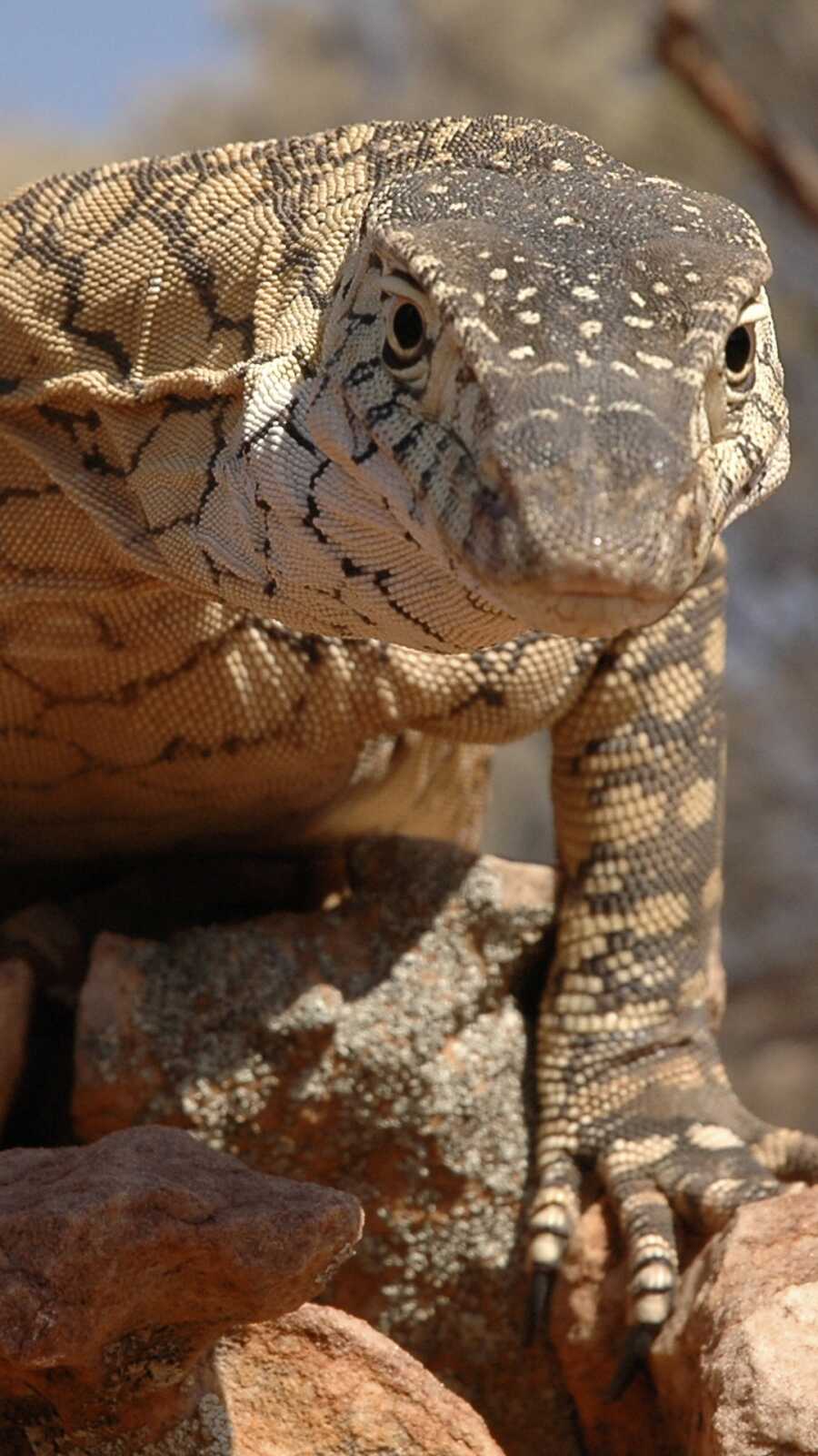 Lizard Wallpapers (56 images) - WallpaperCat