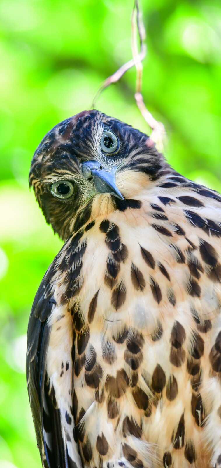 Hawk Wallpapers (46 images) - WallpaperCat