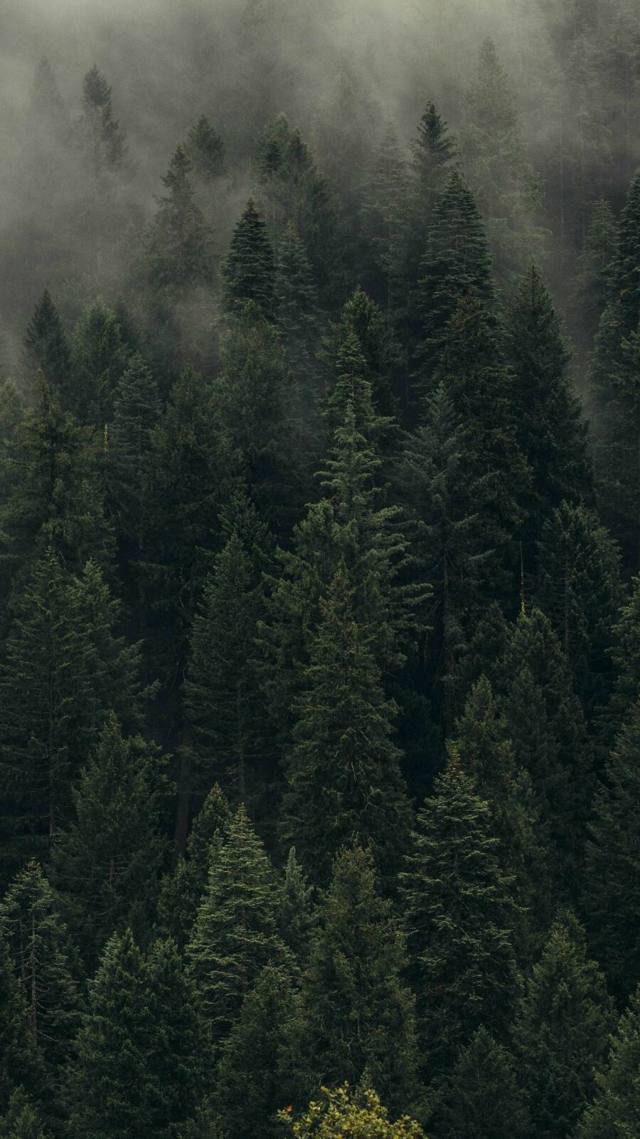 Forest Wallpapers (49 images) - WallpaperCat
