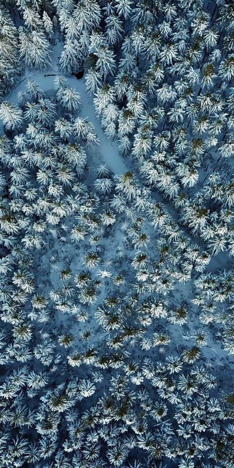Pine Tree Wallpapers (80 images) - WallpaperCat