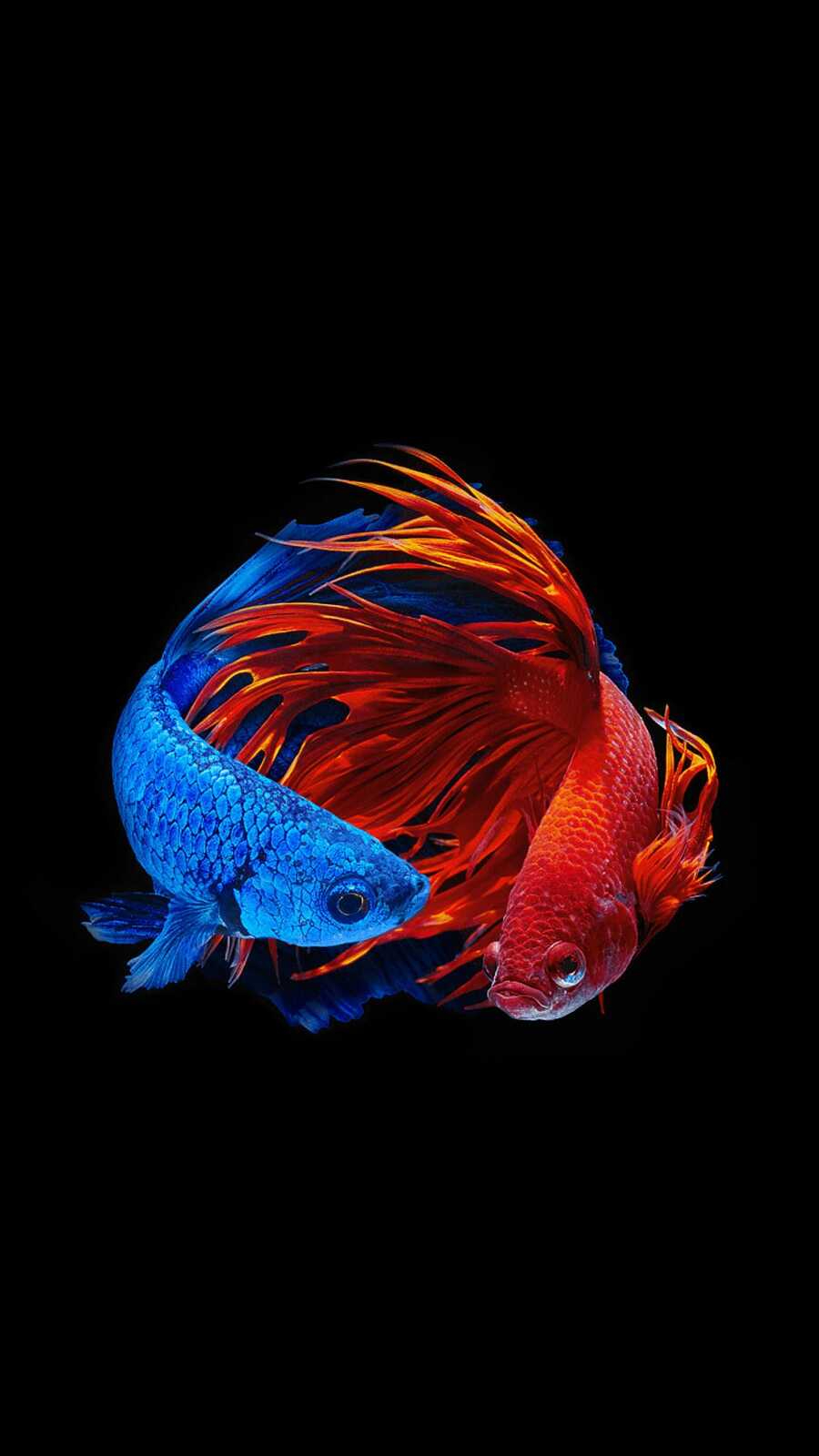 Fish Wallpapers (94 images) - WallpaperCat