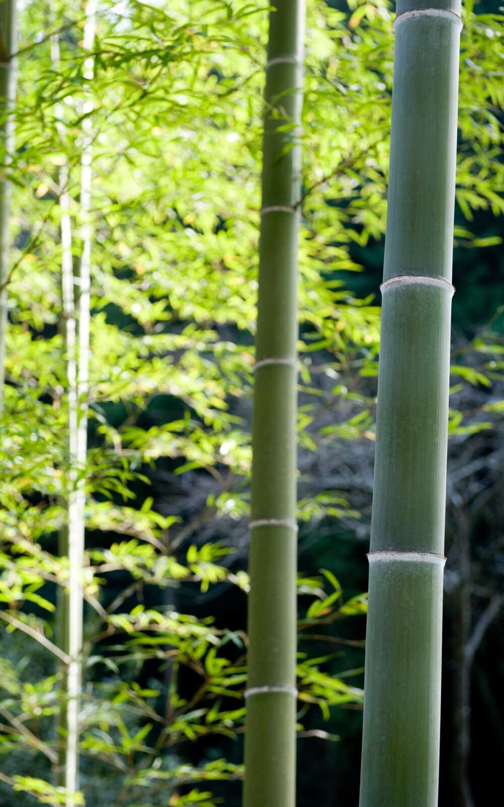 Bamboo Wallpapers (59 images) - WallpaperCat