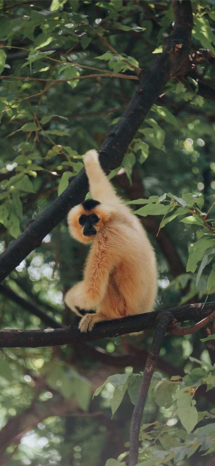 Monkey Wallpapers (60 images) - WallpaperCat