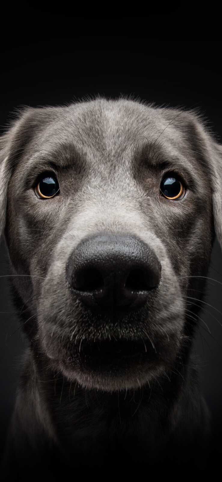 Dog Wallpapers (129 images) - WallpaperCat