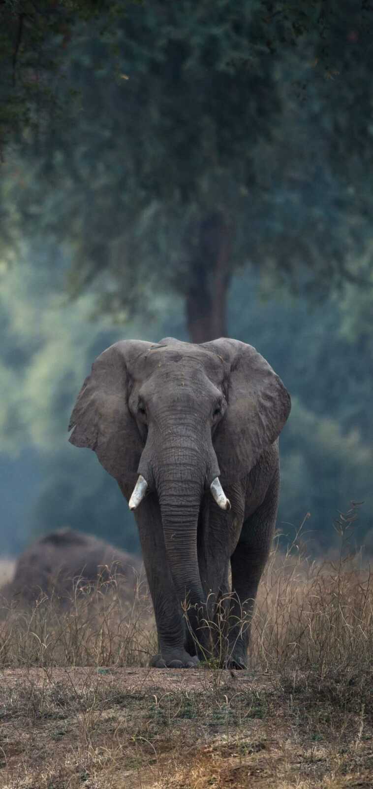 Elephant Wallpapers (38 images) - WallpaperCat