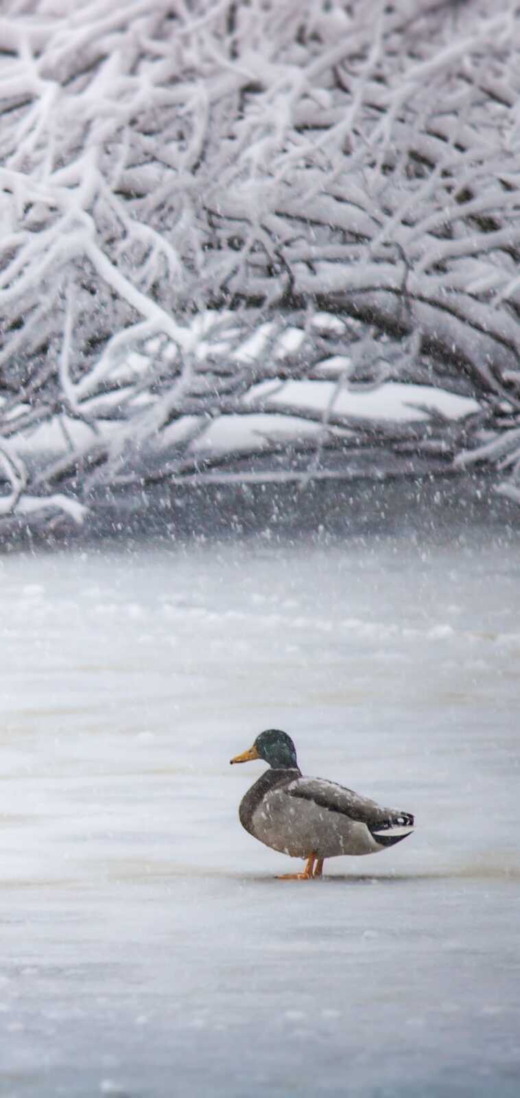 Duck Wallpapers (58 images) - WallpaperCat