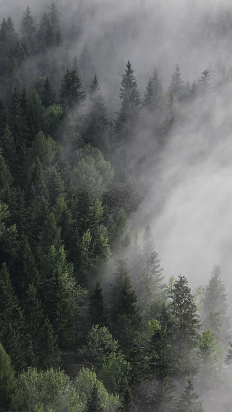 Pine Tree Wallpapers (80 images) - WallpaperCat