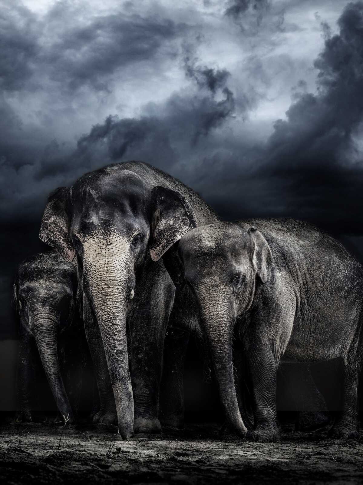 Elephant Wallpapers (38 images) - WallpaperCat
