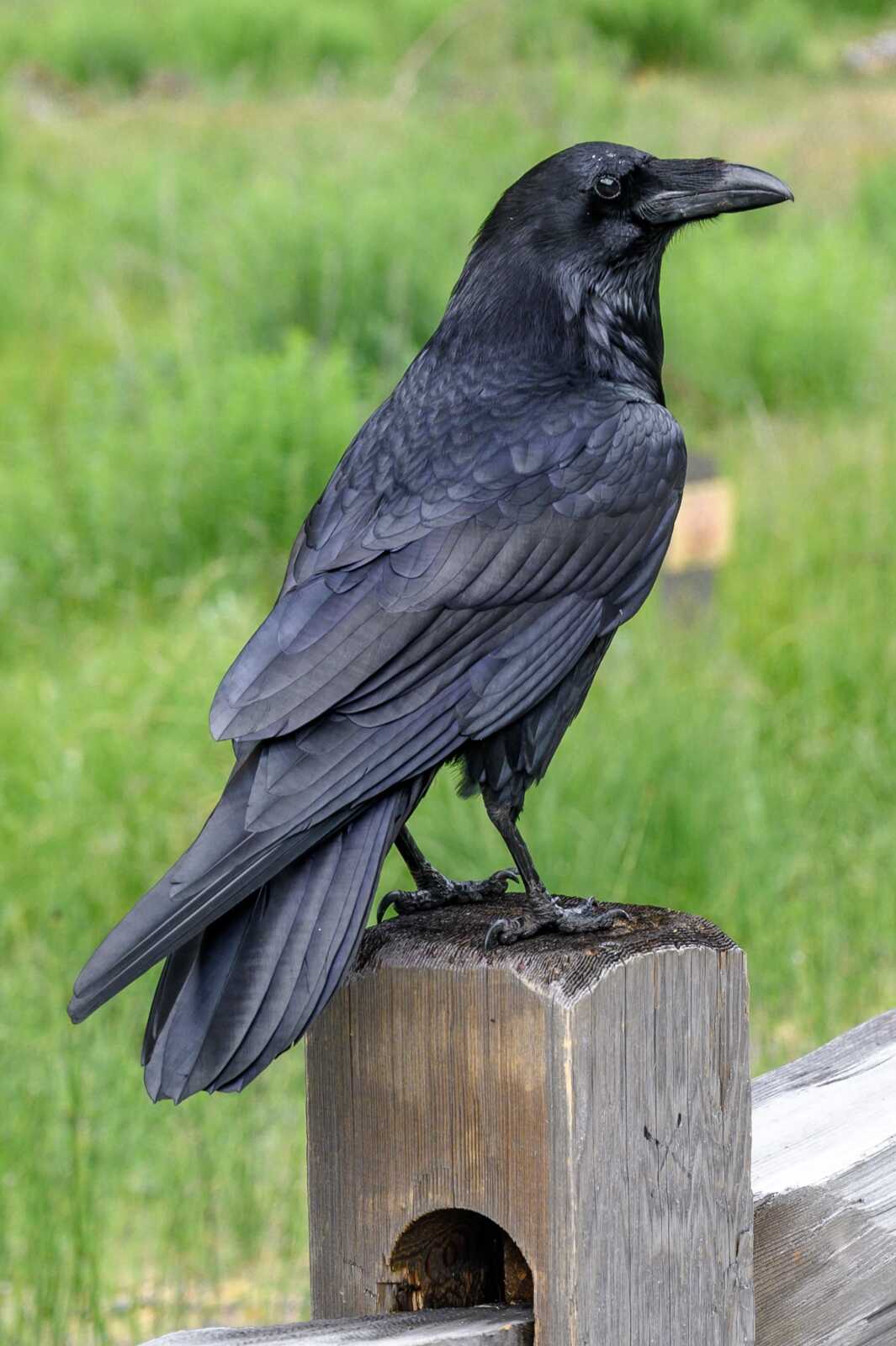 Crow Wallpapers (39 images) - WallpaperCat