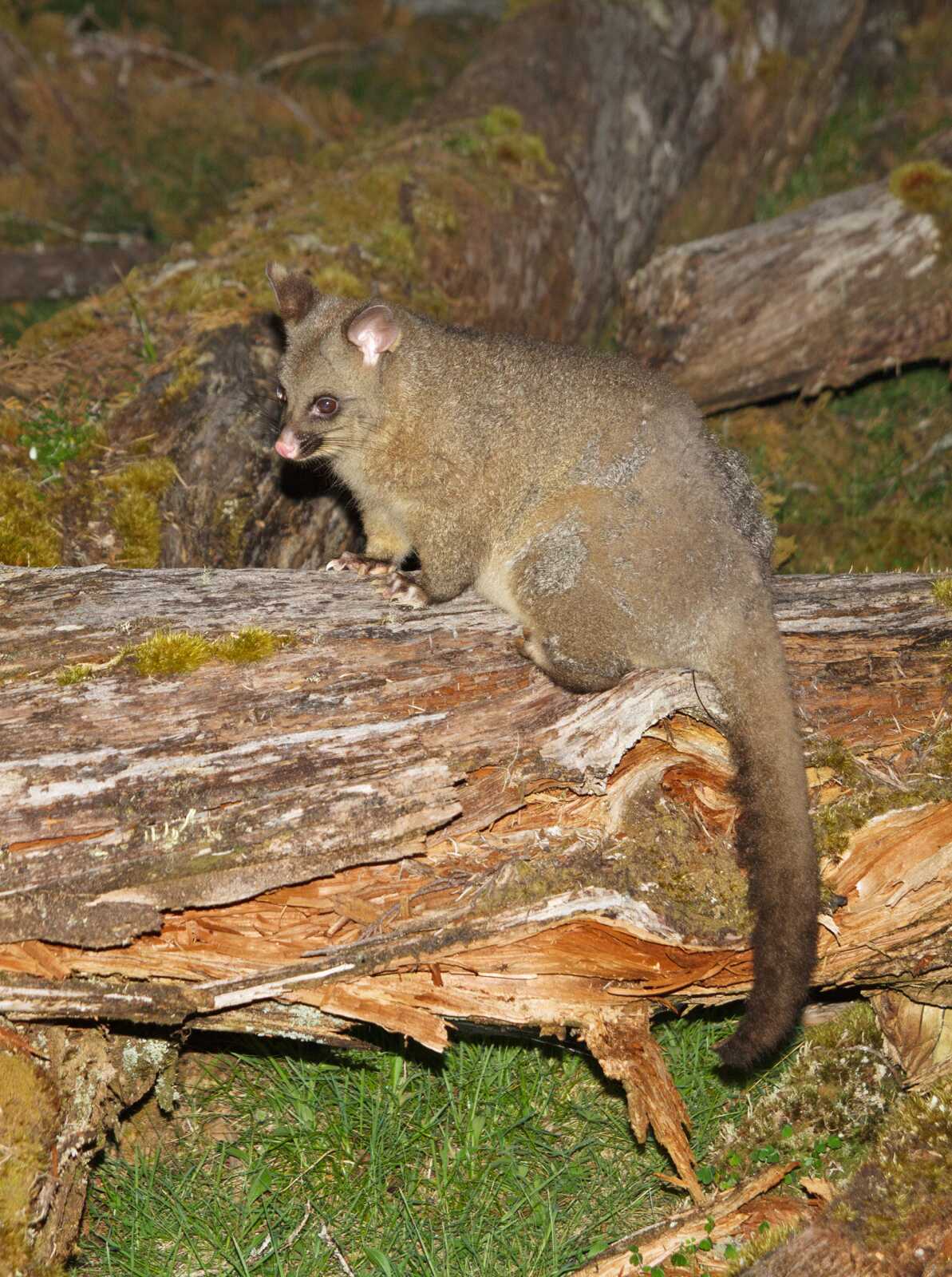 Cuscus (Animal) Wallpapers (21 images) - WallpaperCat