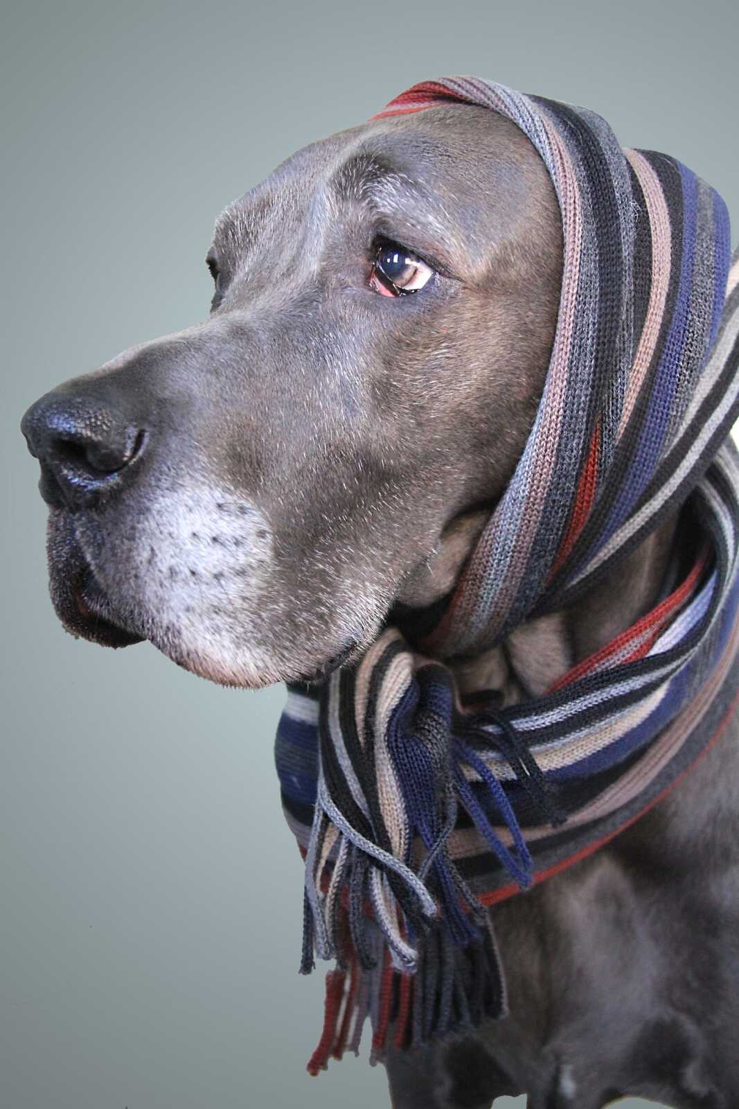 Great Dane Wallpapers (37 images) - WallpaperCat