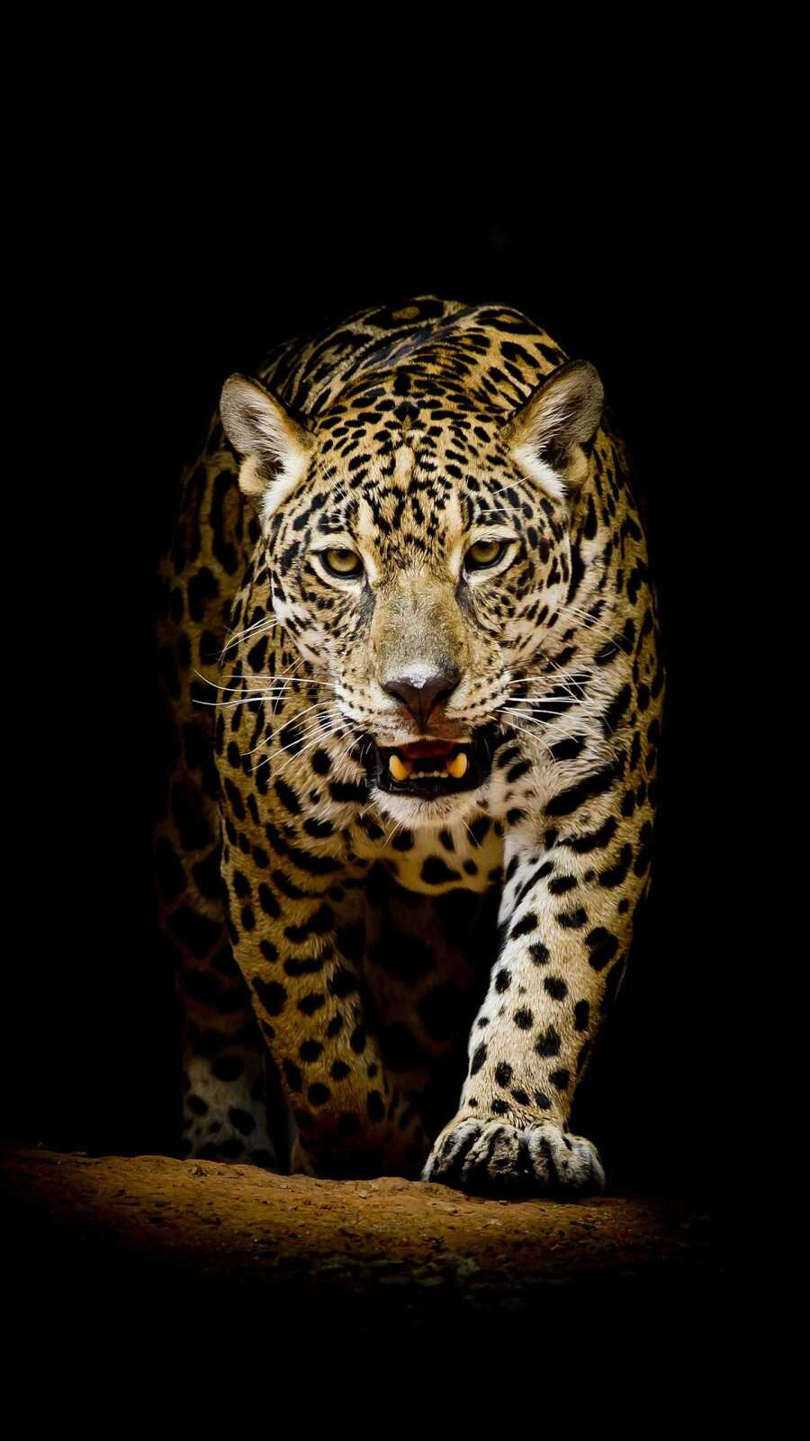 Leopard Wallpapers (44 images) - WallpaperCat
