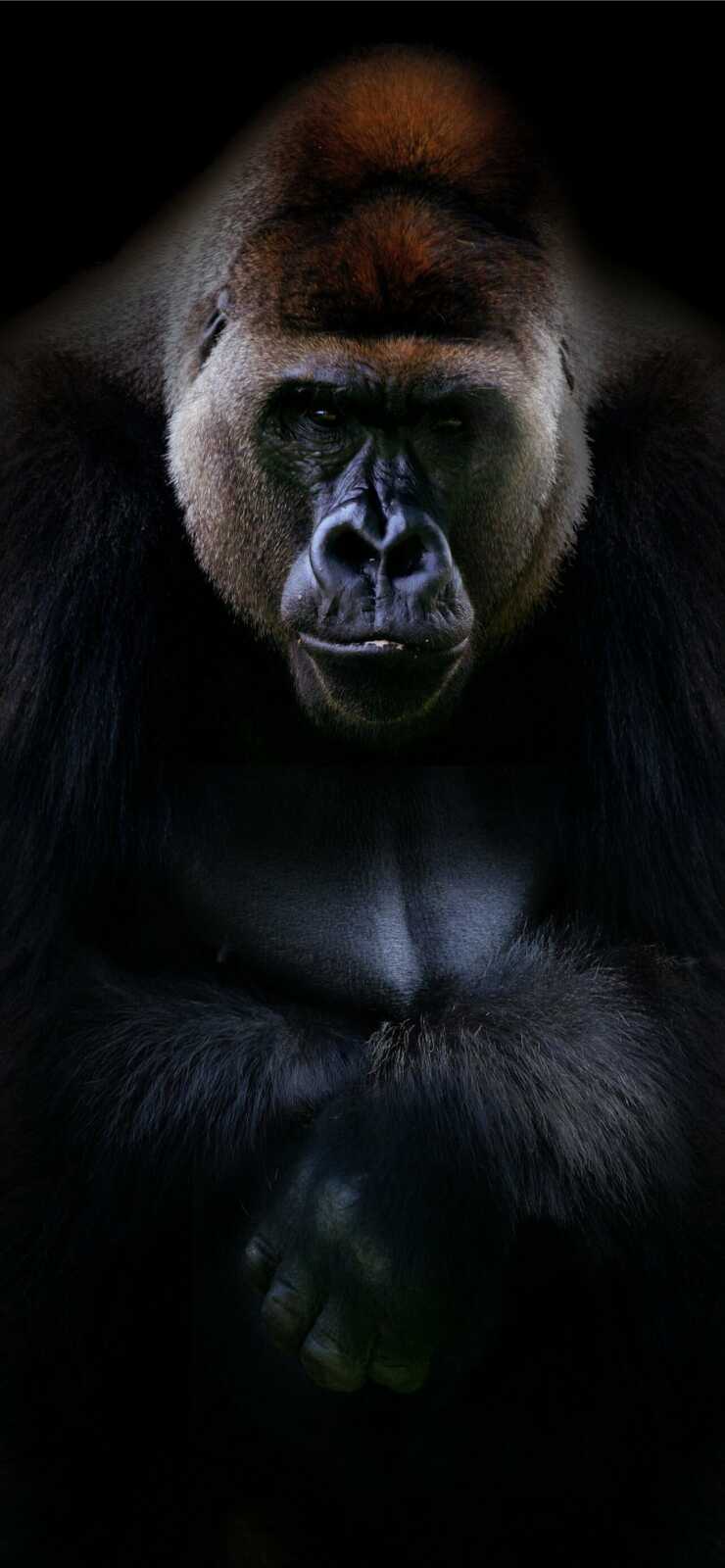 Ape Wallpapers (24 images) - WallpaperCat
