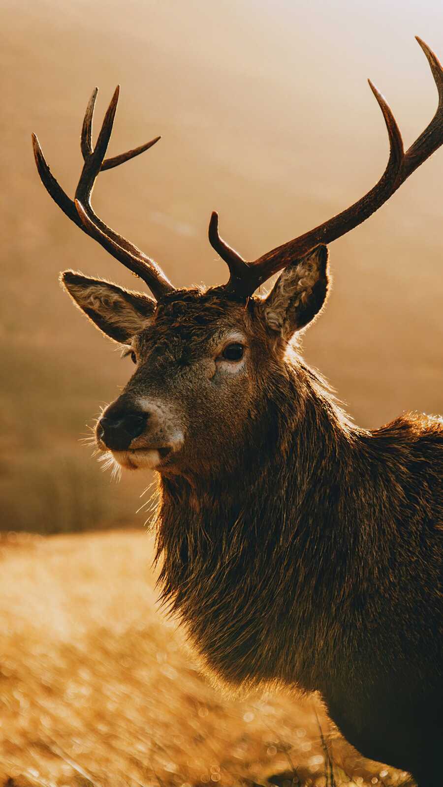 Caribou Wallpapers (44 images) - WallpaperCat