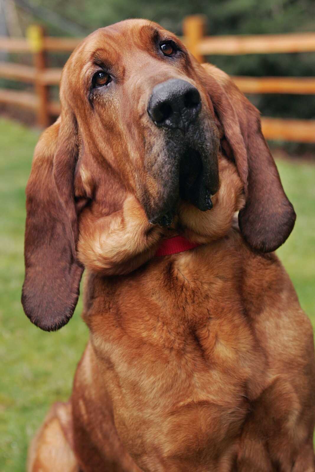Bloodhound Wallpapers (14 images) - WallpaperCat