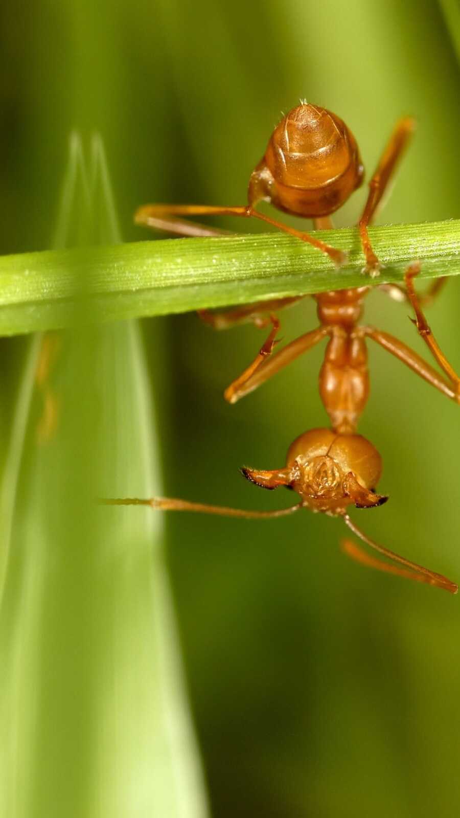Ant Wallpapers (35 images) - WallpaperCat