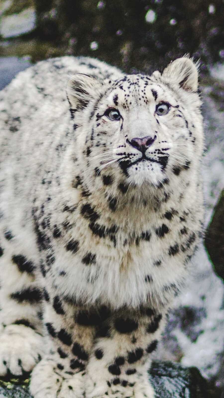 Snow Leopard Wallpapers (76 images) - WallpaperCat